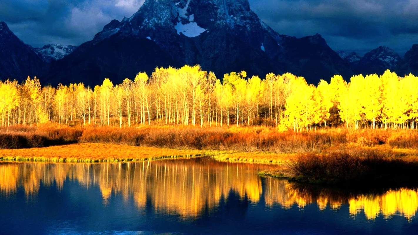 Solve Pando Landscape-Genetic clone Aspen trees in Utah jigsaw puzzle ...