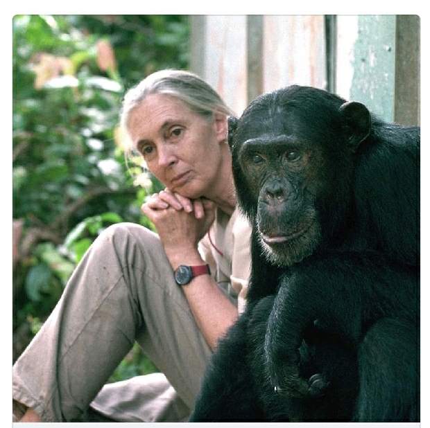 Solve Jane Goodall and friend jigsaw puzzle online with 9 pieces
