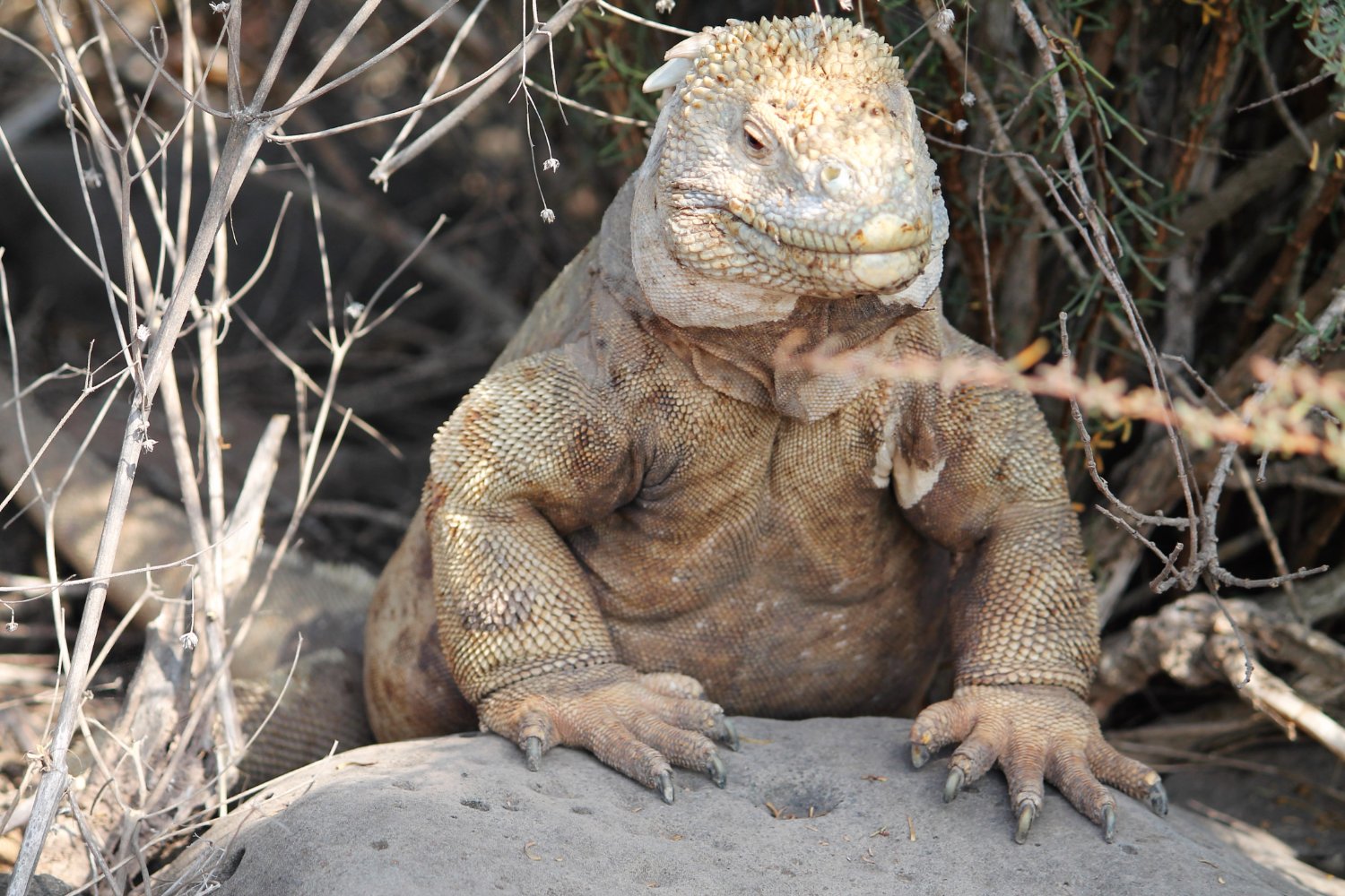 Solve 2017 - Galapagos islands - Ecuador jigsaw puzzle online with 12 ...