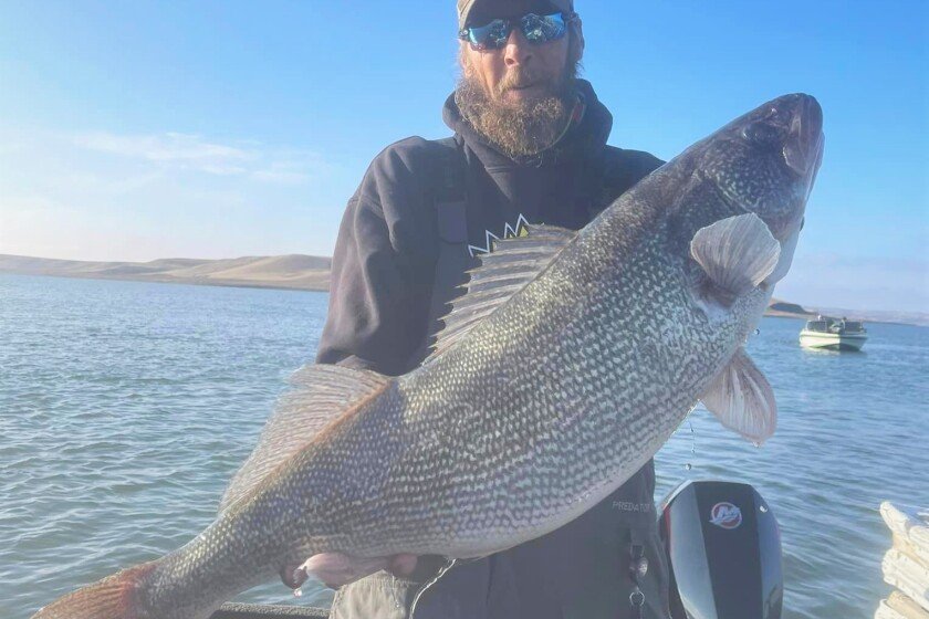 Solve 17 lb Walleye! jigsaw puzzle online with 70 pieces