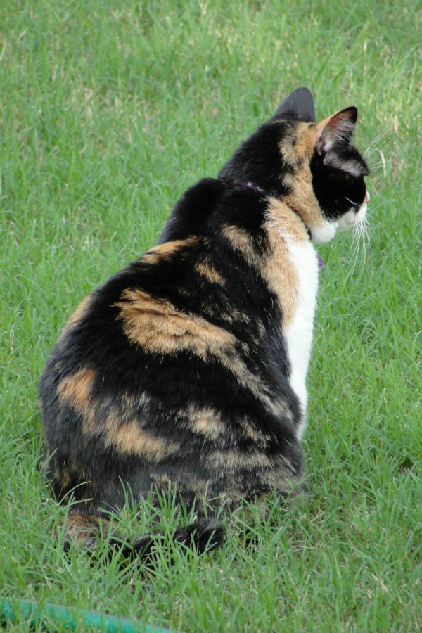 Jigsaw Puzzle | 24 pieces | Abby Cat | Jigidi