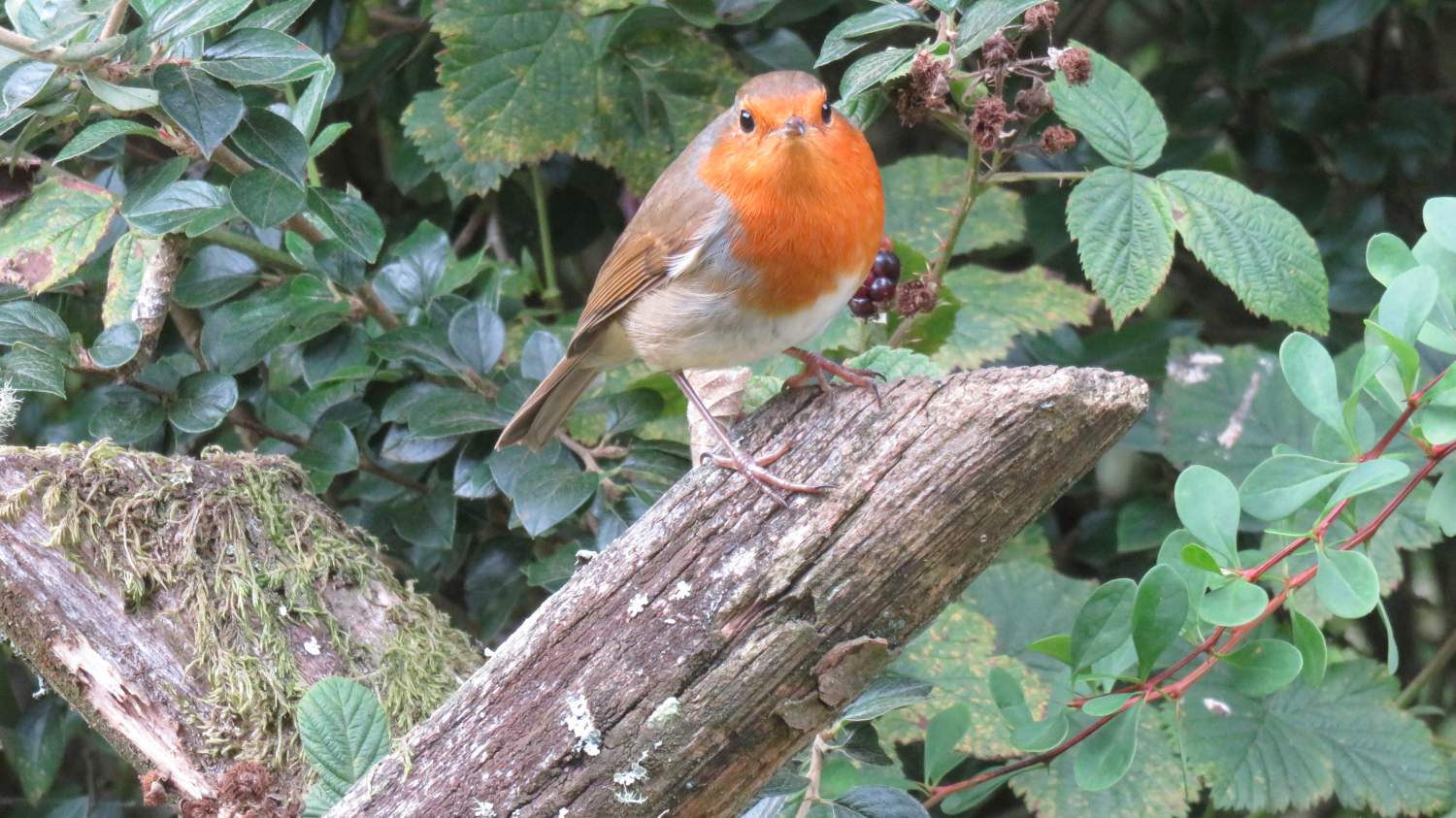 Solve BM-14 Robin jigsaw puzzle online with 60 pieces