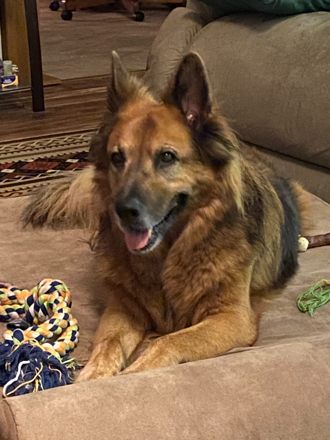 Solve Balto jigsaw puzzle online with 88 pieces