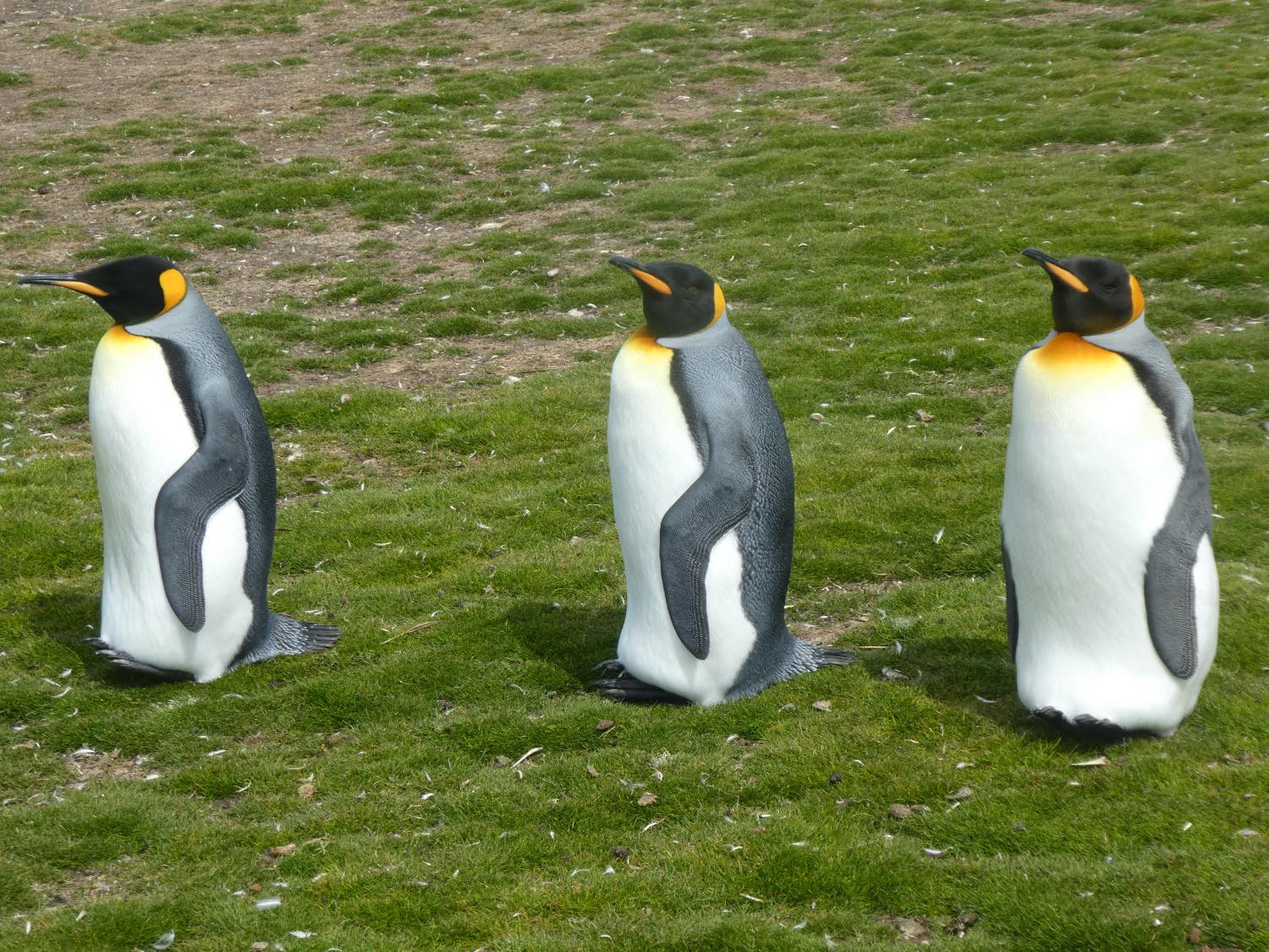 Solve King Penguins, The Falklands jigsaw puzzle online with 99 pieces