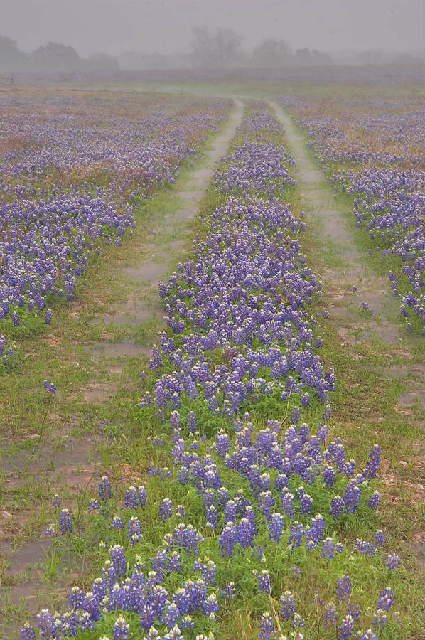 Solve Misty Bluebonnet Pathway jigsaw puzzle online with 24 pieces