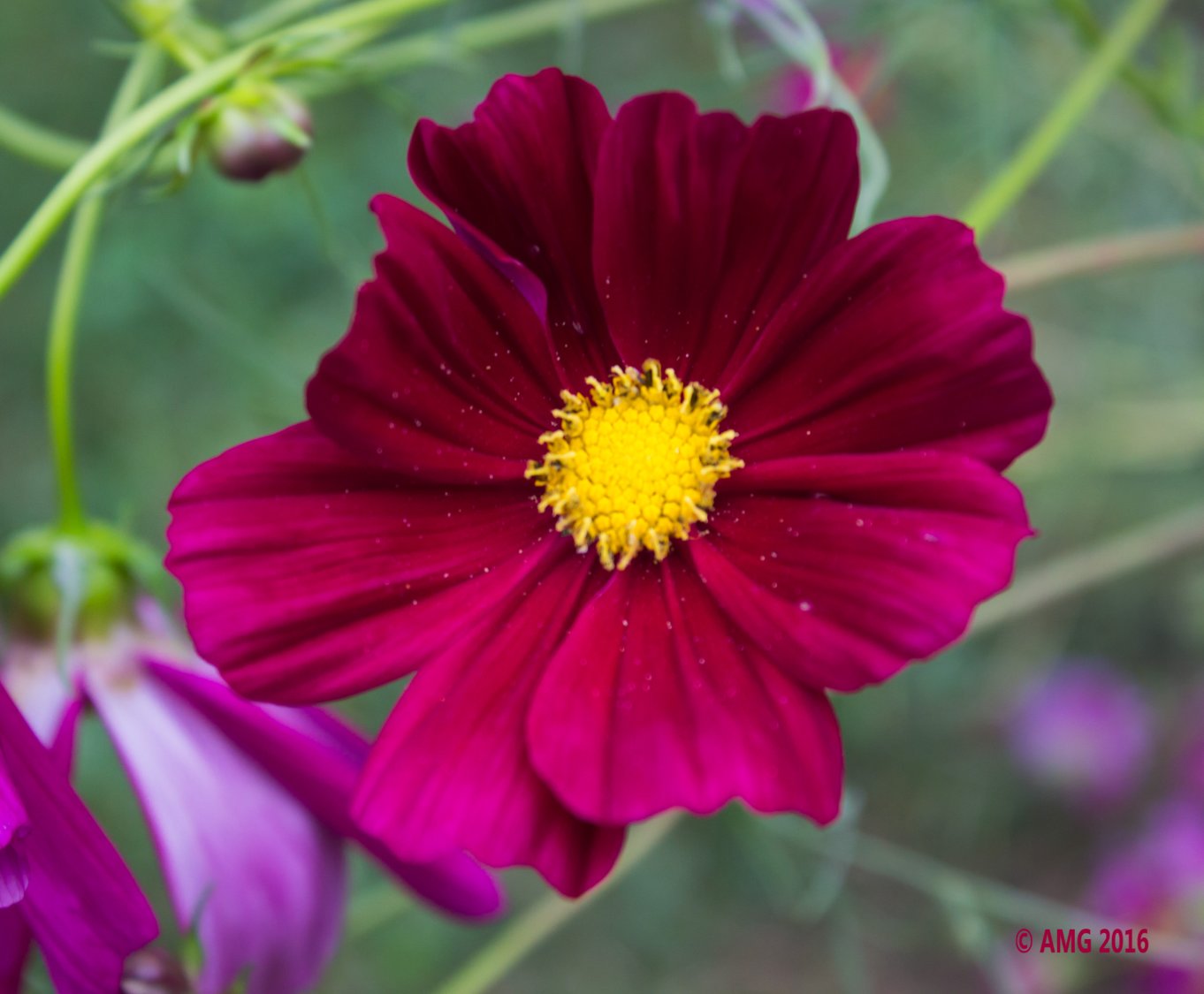 Solve Cosmos jigsaw puzzle online with 12 pieces