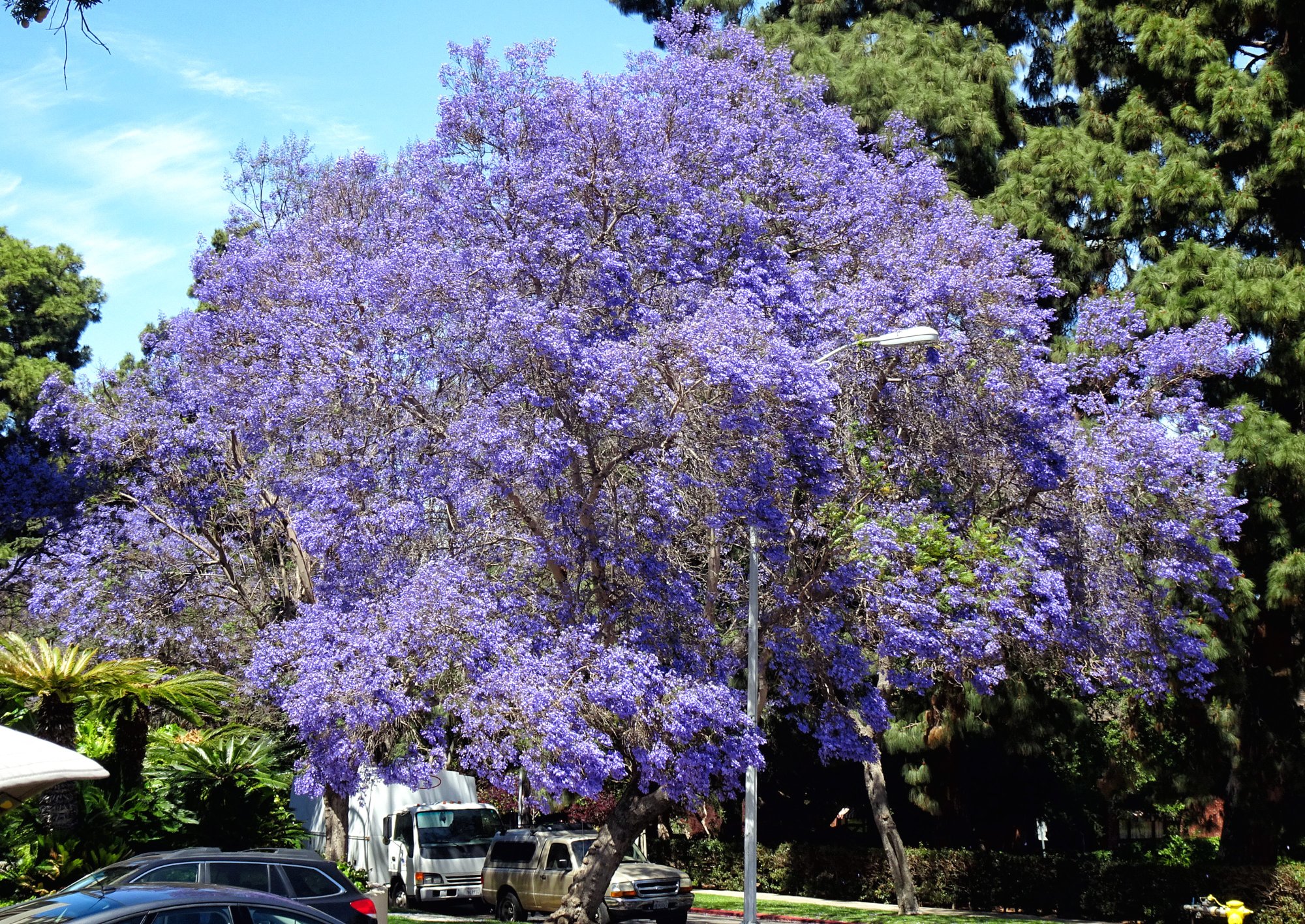 Solve Balboa Park - San Diego - Jacaranda Tree jigsaw puzzle online ...