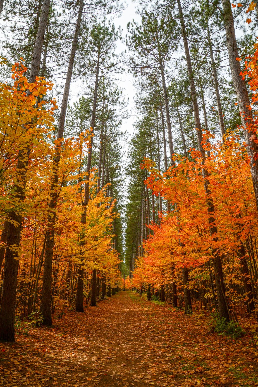 Jigsaw Puzzle | 54 pieces | Fall | Jigidi