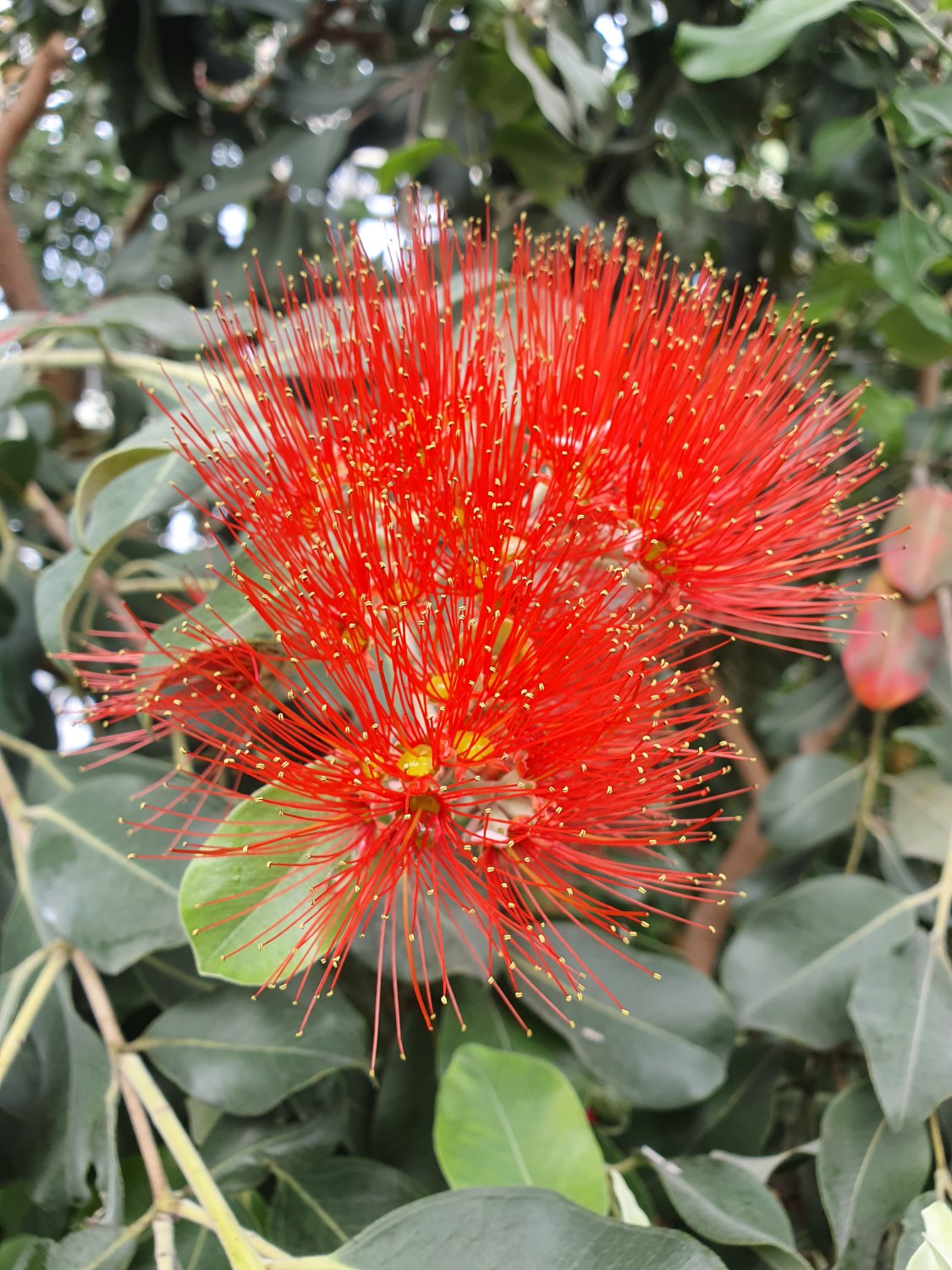 Solve Metrosideros polymorpha jigsaw puzzle online with 192 pieces