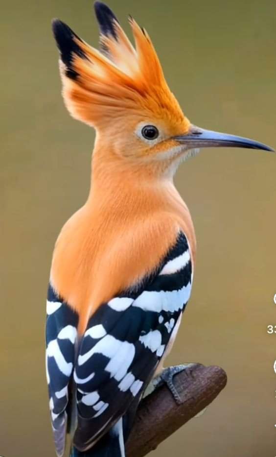 Solve ptáček jigsaw puzzle online with 84 pieces