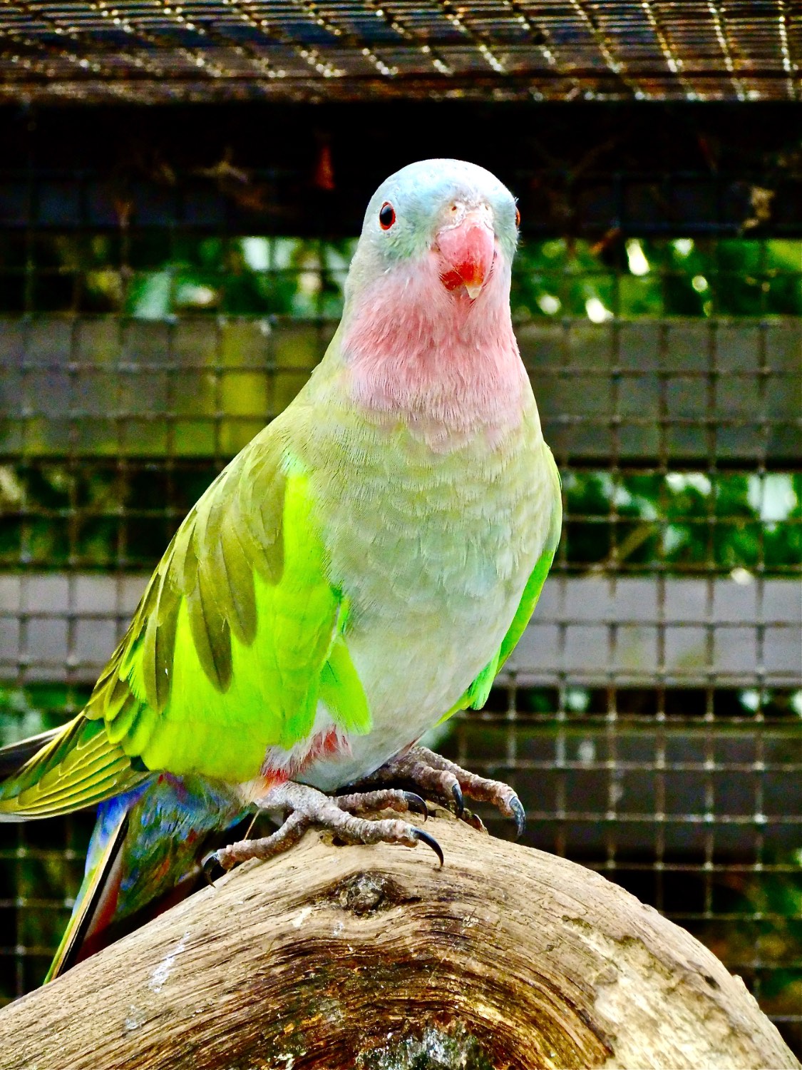 Jigsaw Puzzle | 99 pieces | Princess of Wales' Parakeet | Jigidi