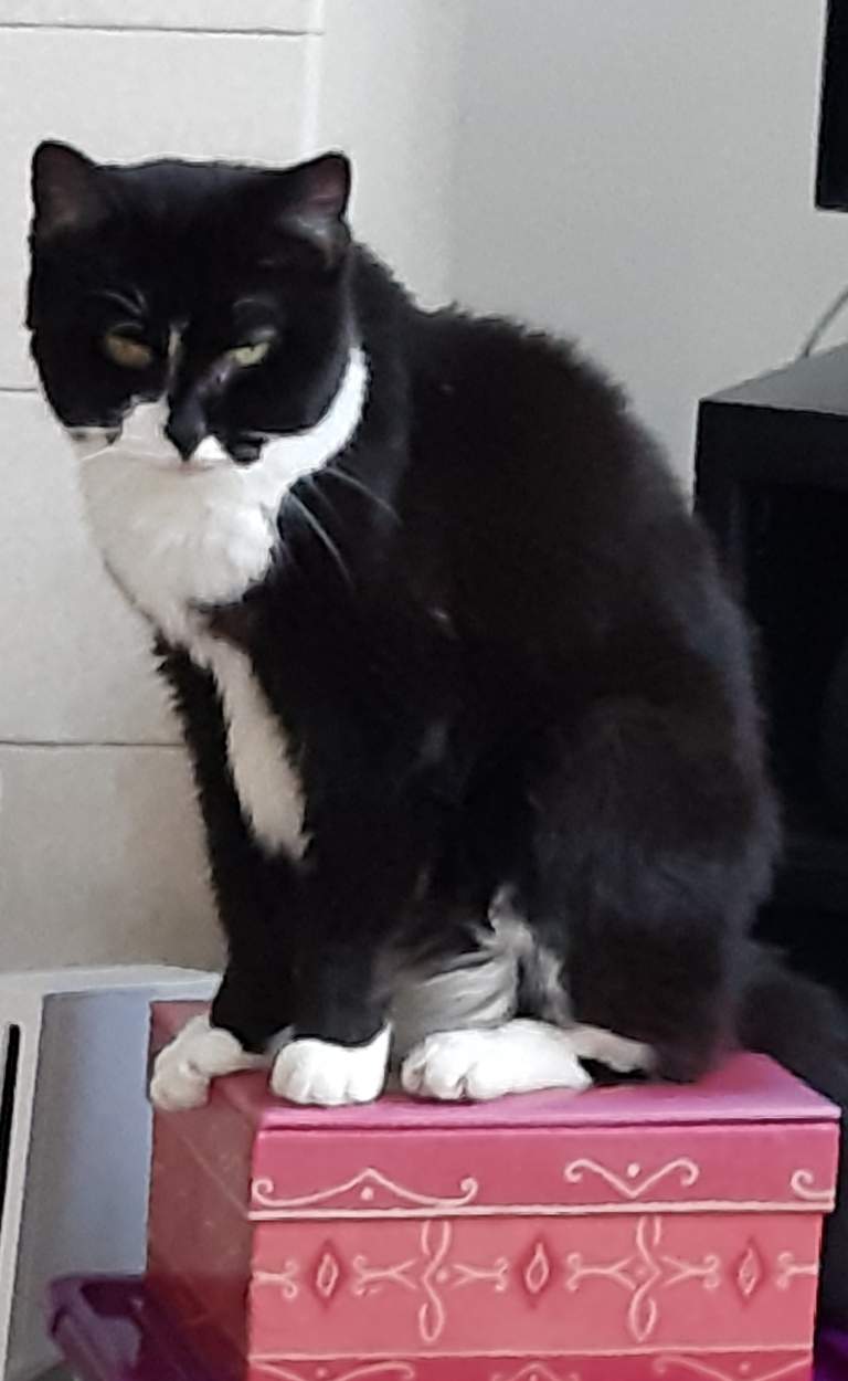 Solve Tammy Cat jigsaw puzzle online with 60 pieces