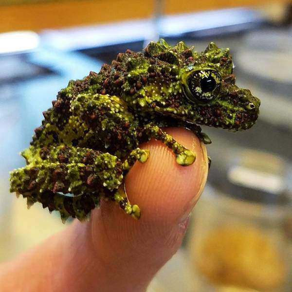 Jigsaw Puzzle | 7/5/23: This, my friends, is a Vietnamese Moss Frog ...
