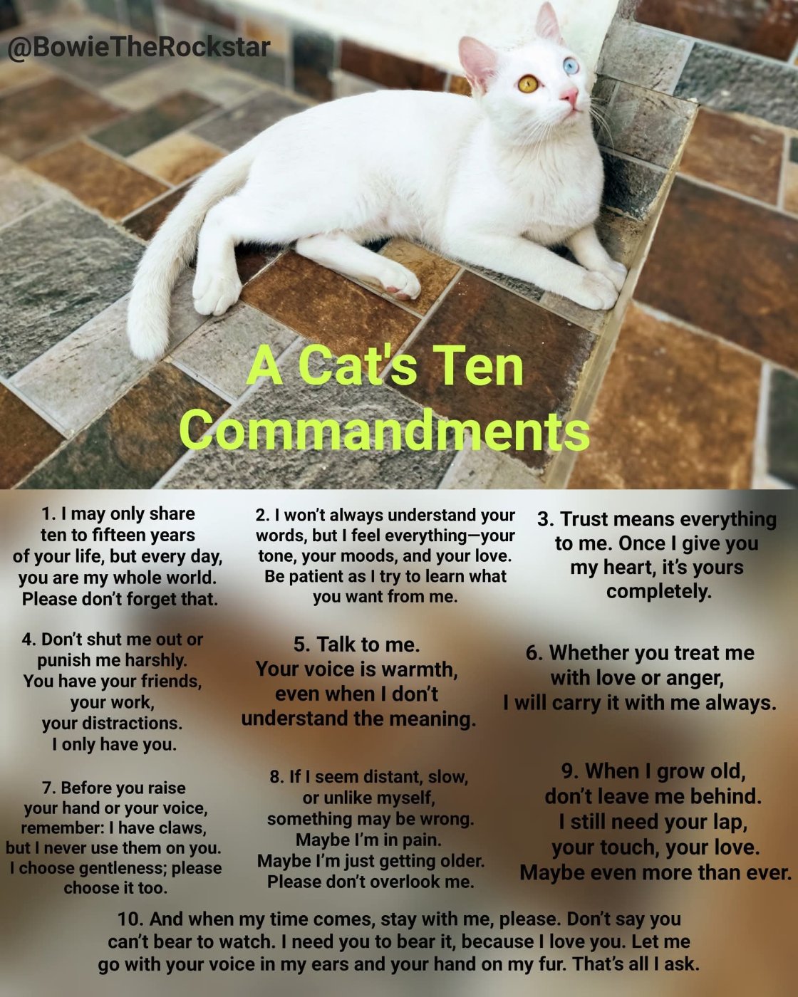 Solve Cat 10 Commandments jigsaw puzzle online with 42 pieces
