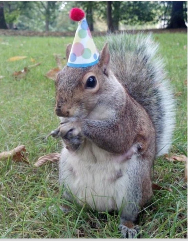 Solve 'Sneezy' the squirrel pictured wearing hats at Penn State ...