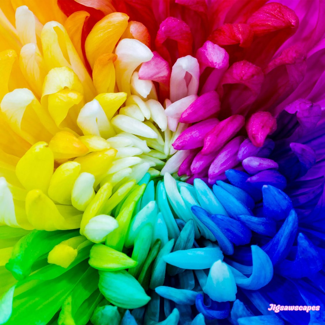 Solve Colors in bloom . . . . . jigsaw puzzle online with 16 pieces