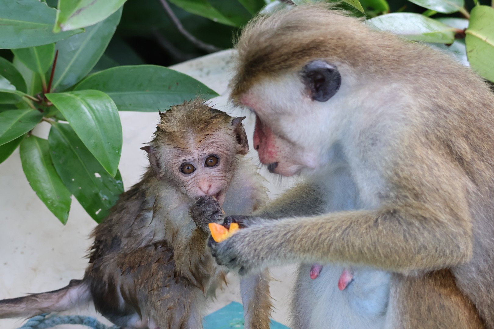 Solve Monkey jigsaw puzzle online with 330 pieces