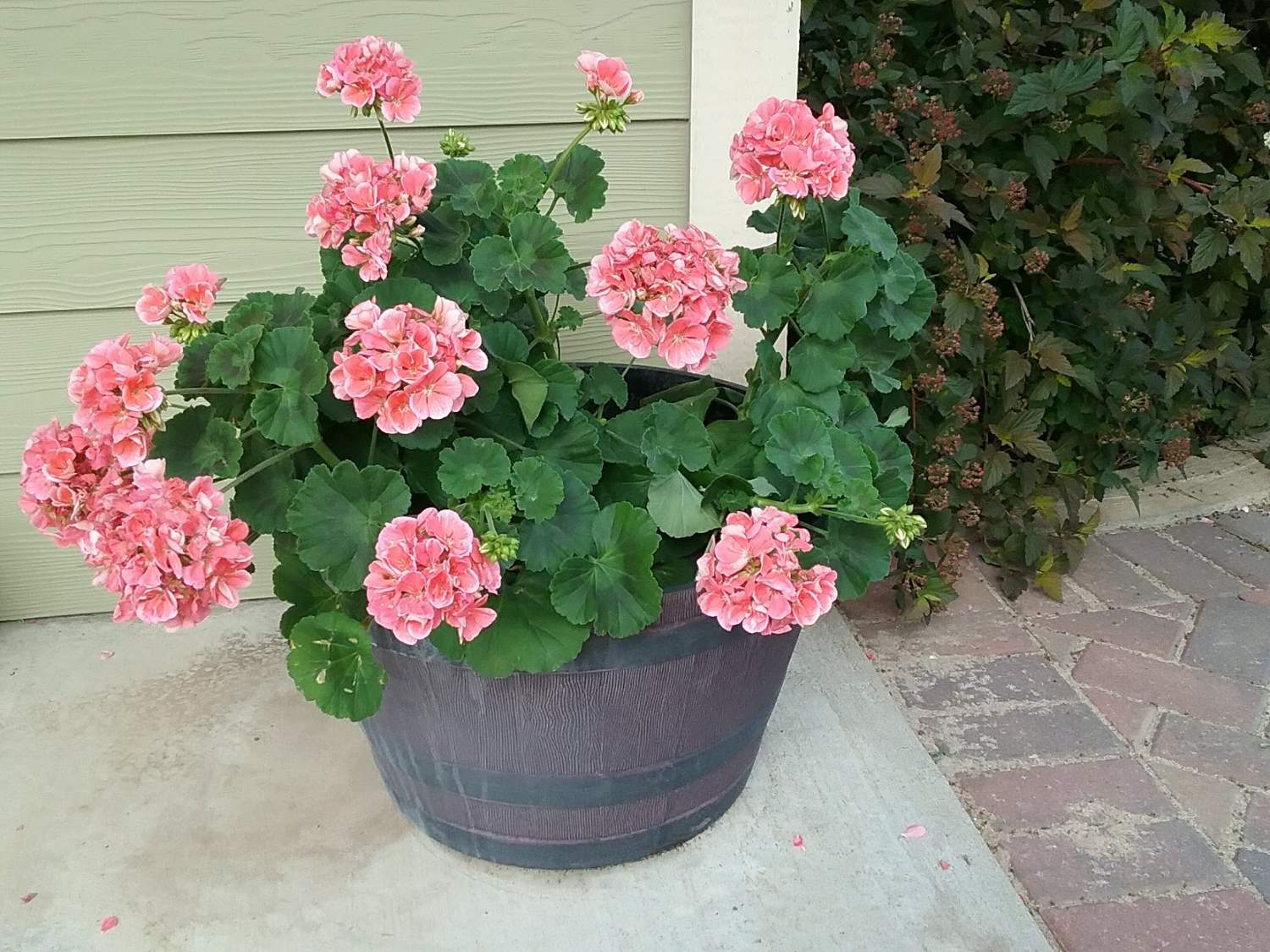 Solve geranium jigsaw puzzle online with 88 pieces