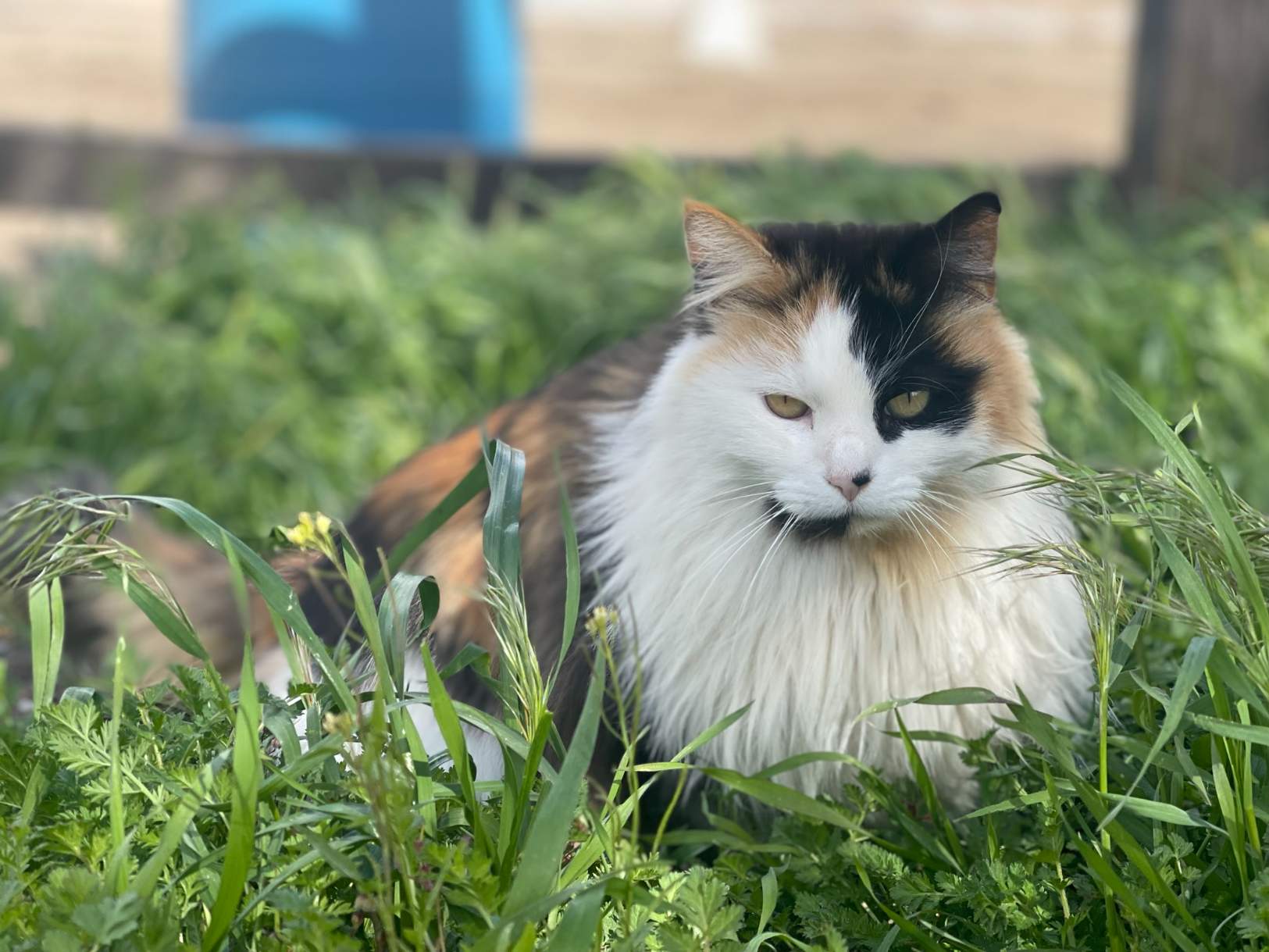 Solve another fluff reduced jigsaw puzzle online with 130 pieces