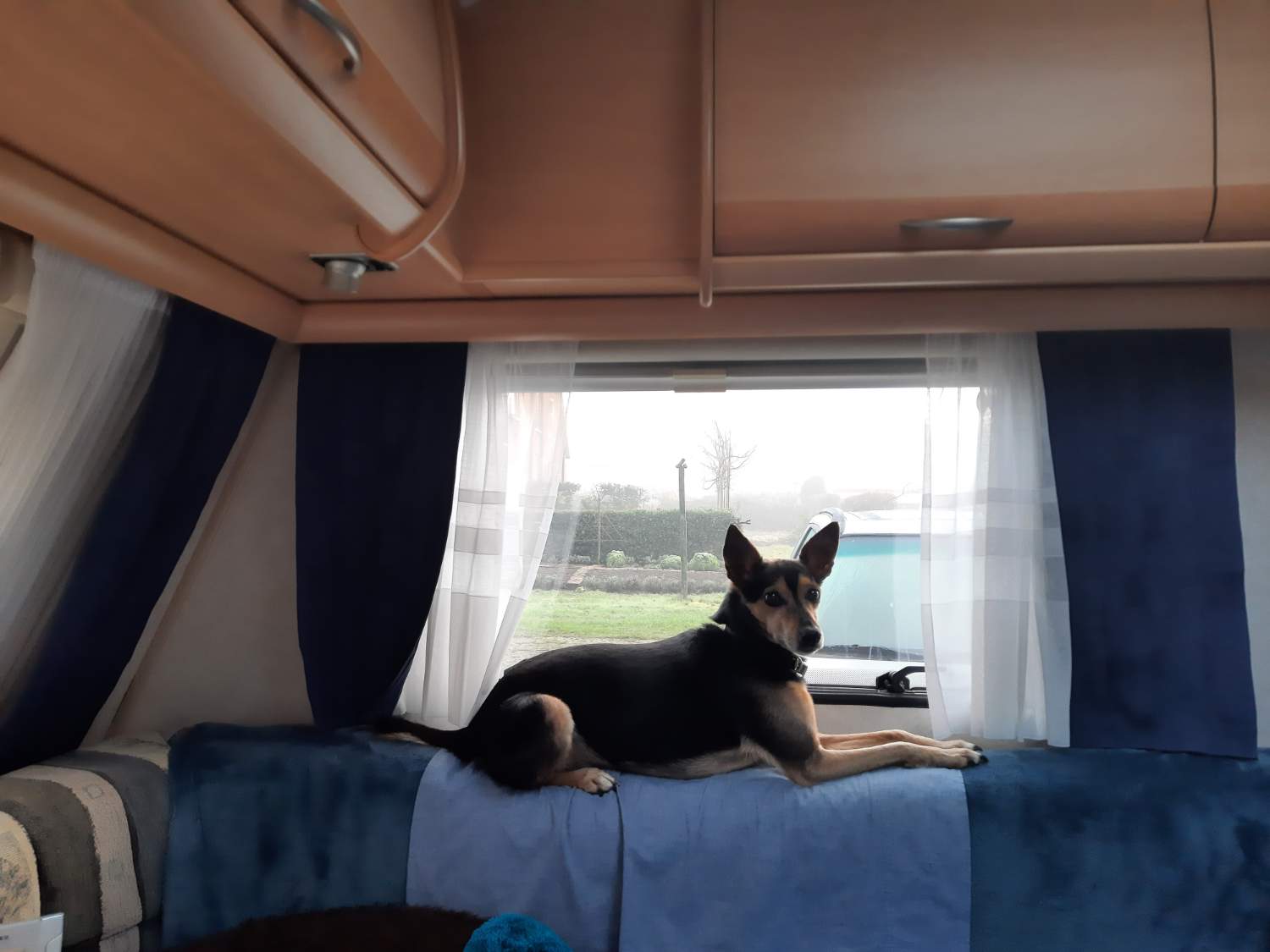 Puzzle | 80 dílků | Bambi, lying on her favourite spot in my caravan ...