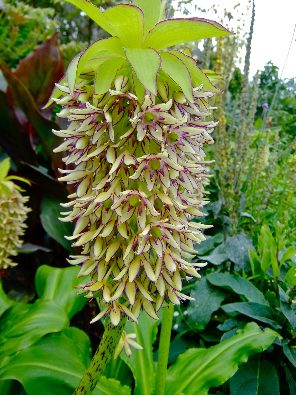 Solve Variegated Pineapple Lily (Eucomis bicolor) jigsaw puzzle online ...