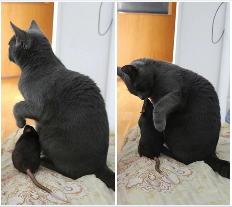 Solve Unusual Friendships. jigsaw puzzle online with 16 pieces