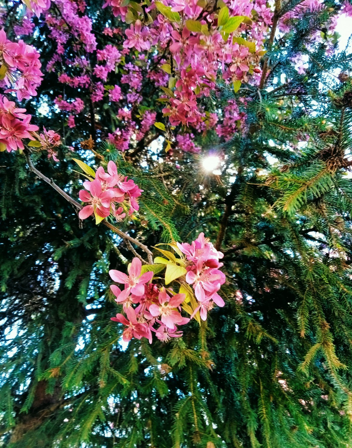 Solve Spring's beauty jigsaw puzzle online with 352 pieces