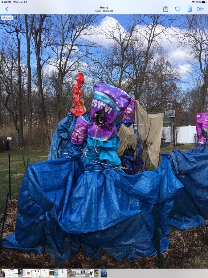 Solve What used to be a fig tree... jigsaw puzzle online with 48 pieces