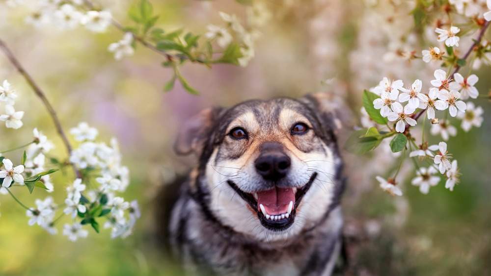 Jigsaw Puzzle | the smiling dog | 45 pieces | Jigidi