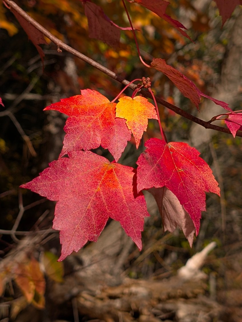 Solve Autumn 🍁 maple leaf color jigsaw puzzle online with 12 pieces