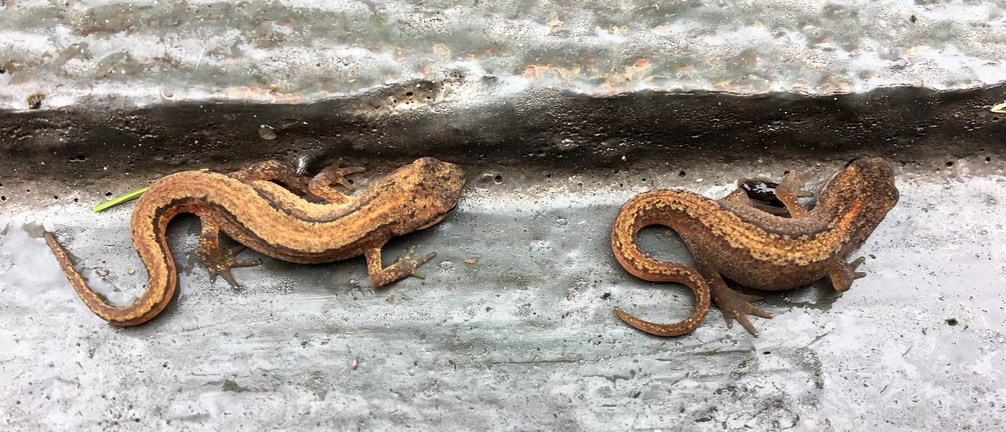 Solve Salamanders jigsaw puzzle online with 180 pieces