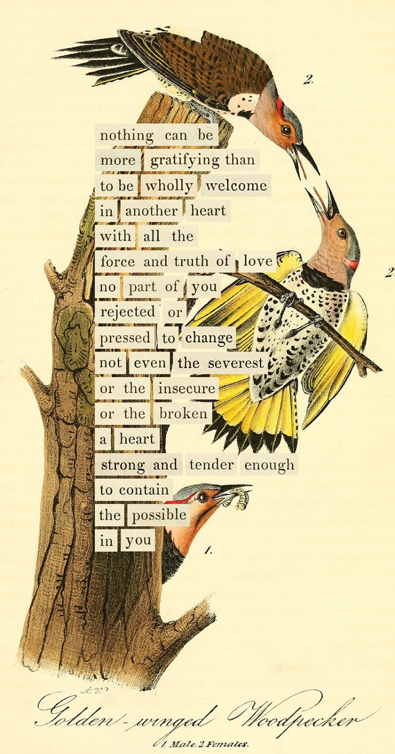 Solve Bird Divination of the Week, Maria Popova - The Marginalian - AN ...