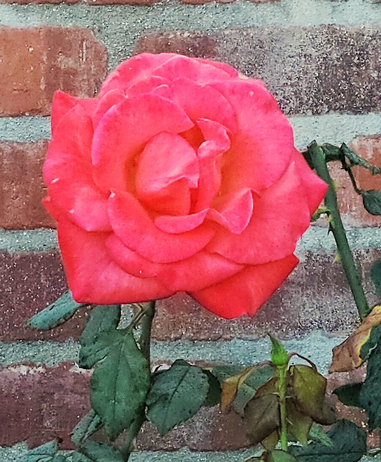 Solve Red Rose on Bricks jigsaw puzzle online with 72 pieces