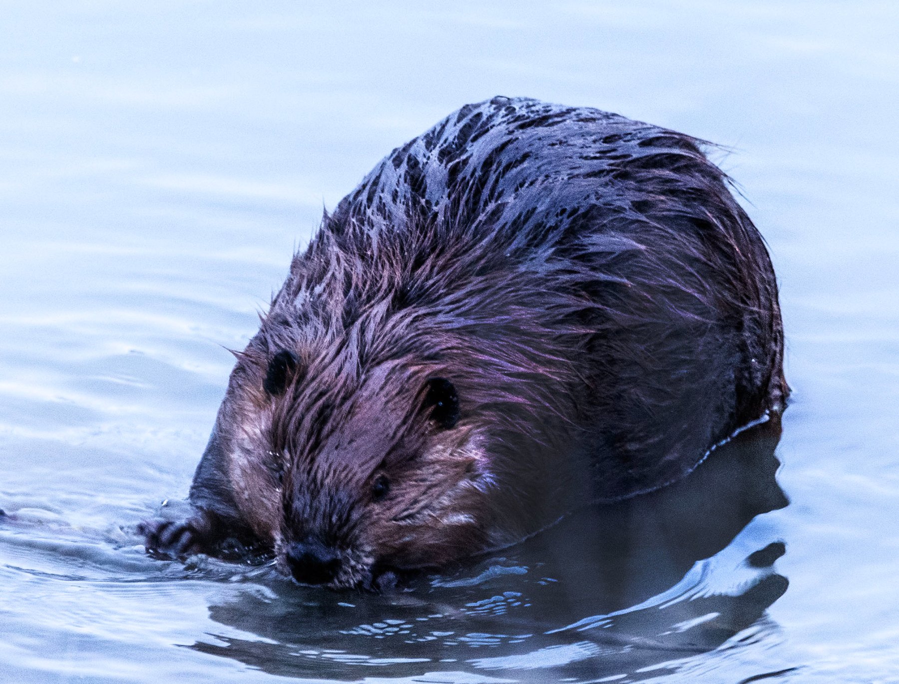 Solve beaver 012 jigsaw puzzle online with 63 pieces