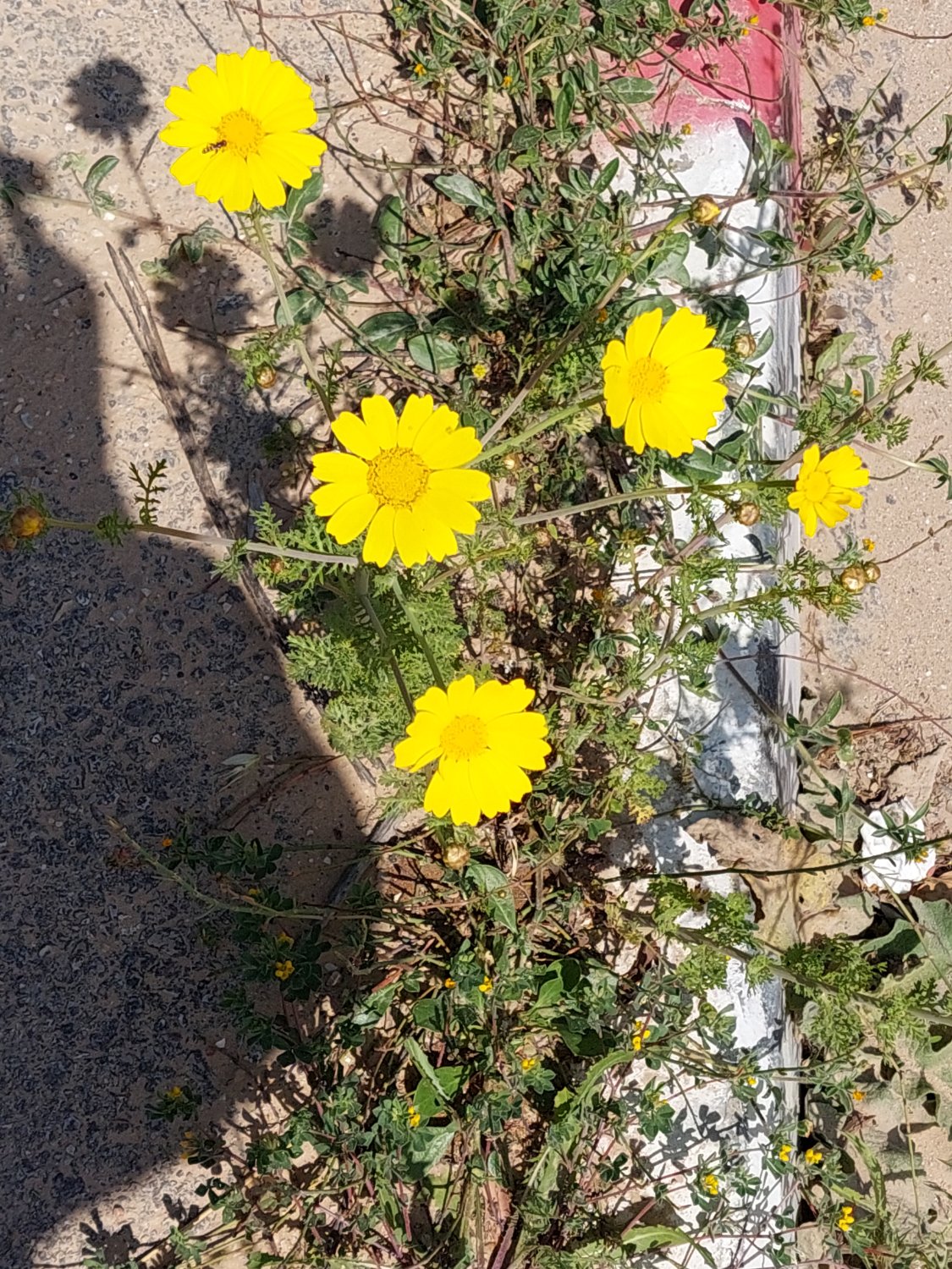 Jigsaw Puzzle | 99 pieces | yellow surprise | Jigidi