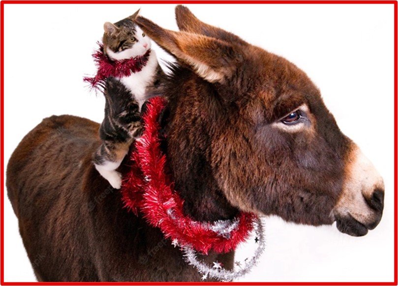 Solve Giddyap My Trusty Steed; Can A Donkey Be A Steed? jigsaw puzzle ...