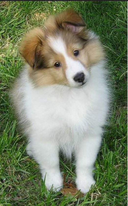 Solve Sweet Sheltie Puppy. jigsaw puzzle online with 15 pieces