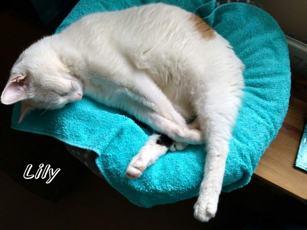 Solve Lily 0090 - What to do waking up (storyboard) - Part 1 of 4 ...