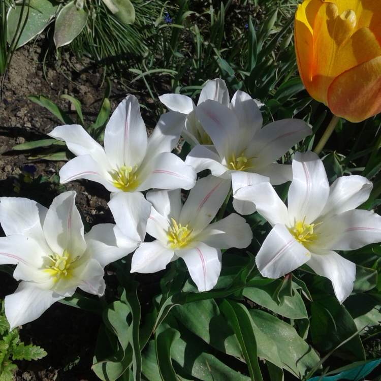 Solve More tulips from Max's garden jigsaw puzzle online with 9 pieces