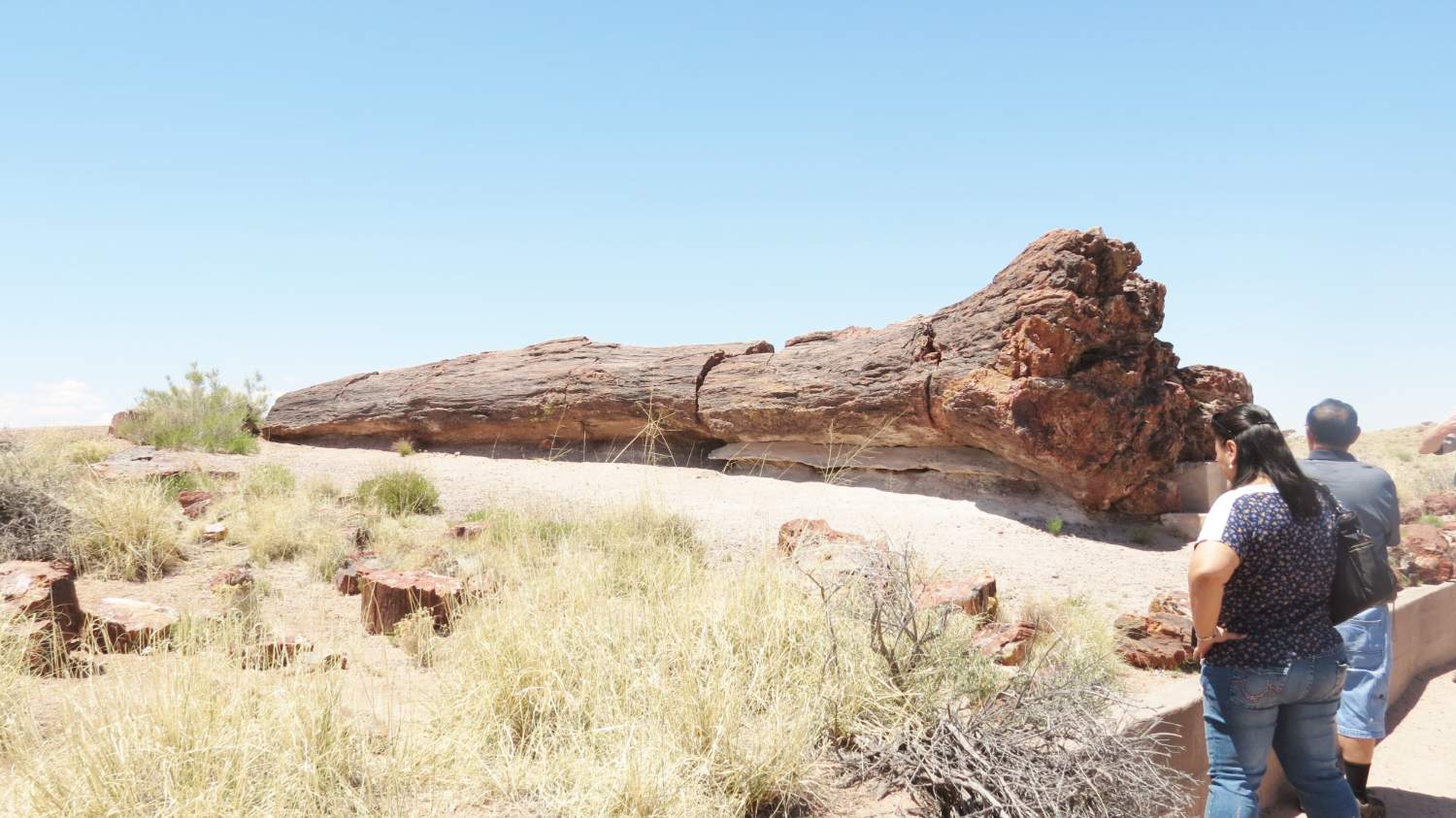 Solve Petrified Log In Petrified Forest NP Near Holbrook, Arizona ...