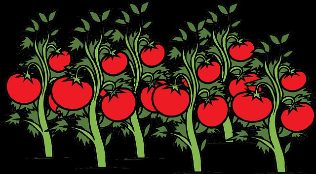 Solve tomatoes jigsaw puzzle online with 60 pieces