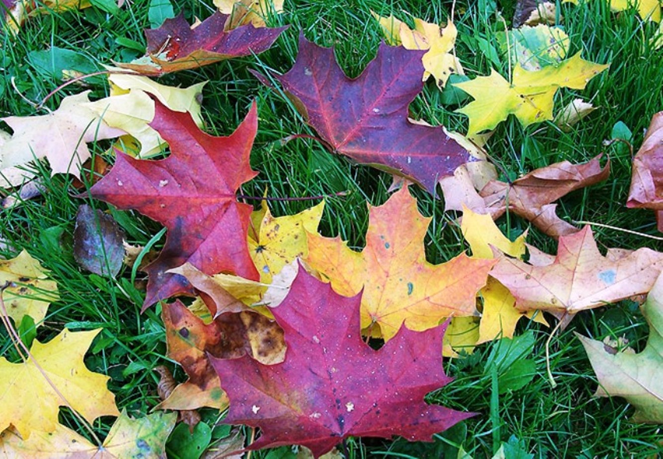 Solve Themes: Fallen Leaf or Two jigsaw puzzle online with 330 pieces