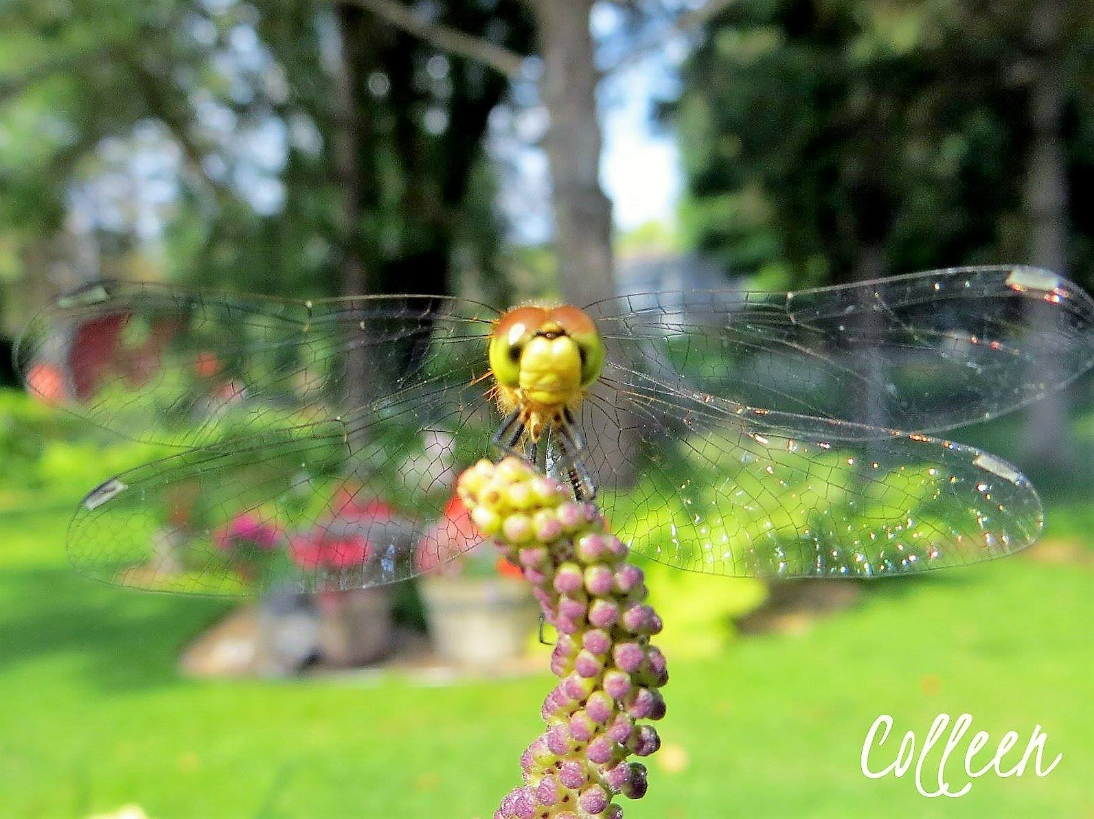 Solve Dragonfly jigsaw puzzle online with 63 pieces