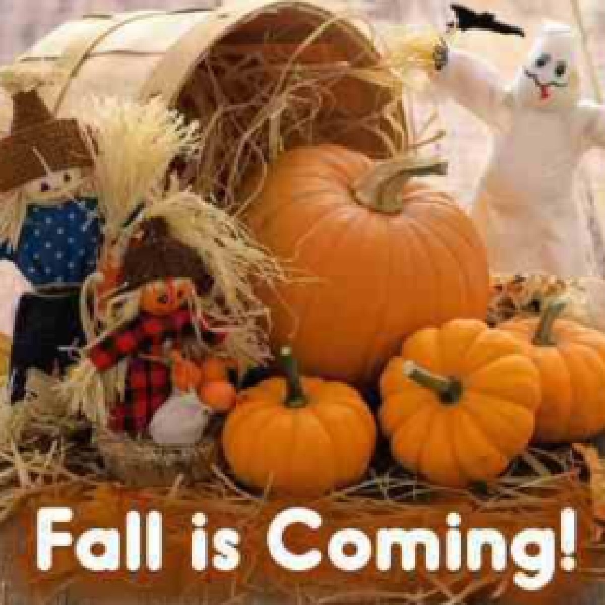 Solve Fall is Coming jigsaw puzzle online with 196 pieces