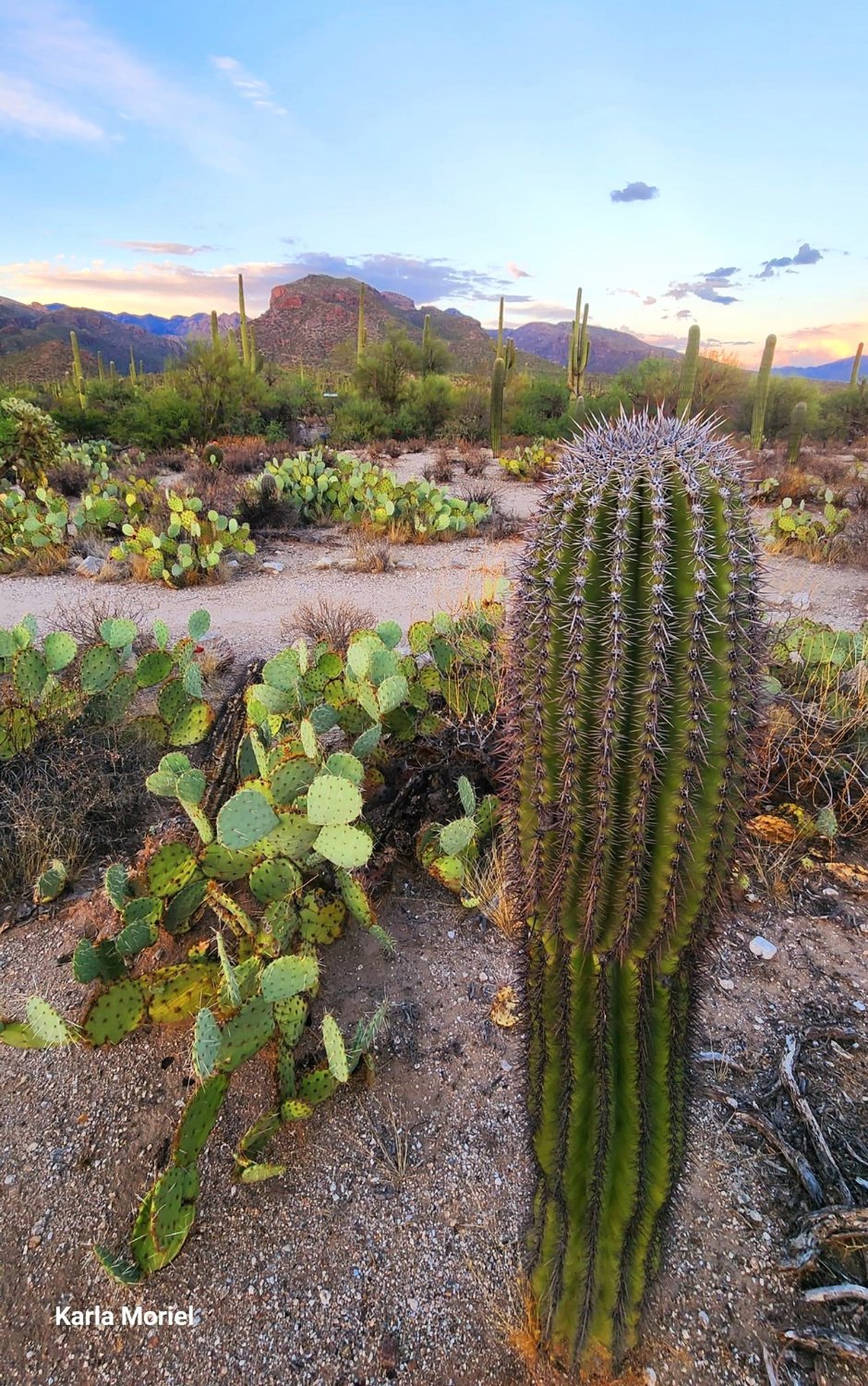 Solve The Sonoran Desert jigsaw puzzle online with 126 pieces