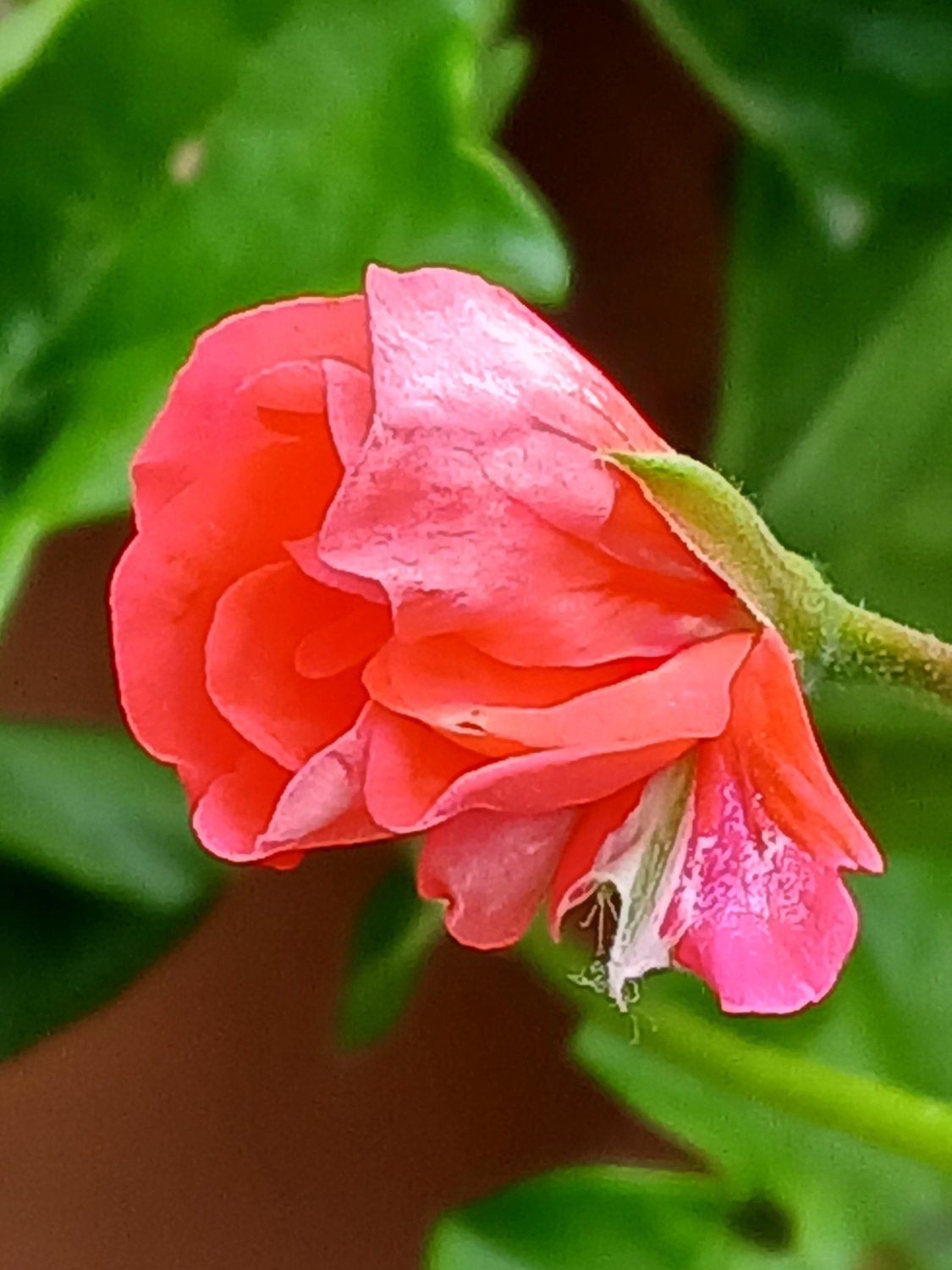 Solve GERANIUM jigsaw puzzle online with 300 pieces