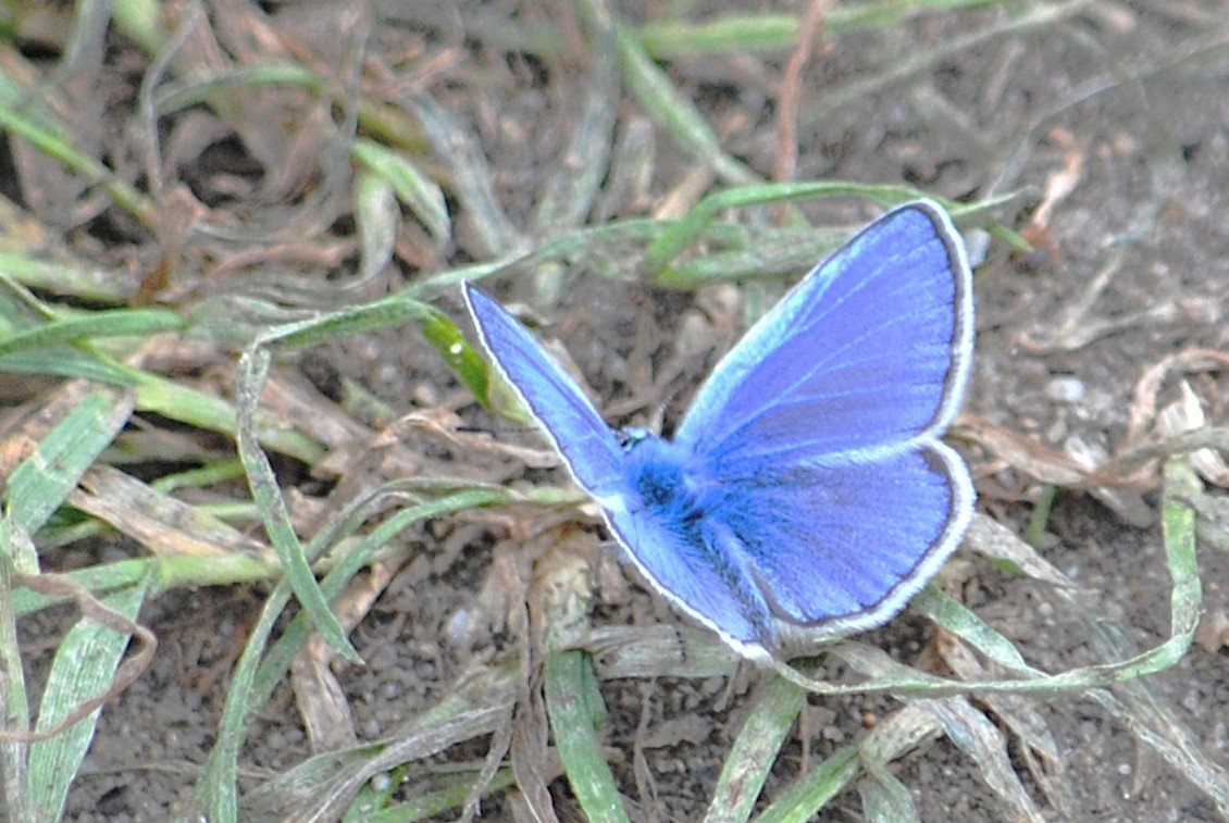 Solve modrásek jetelový (Polyommatus bellargus) - nejmodřejší modrásek ...