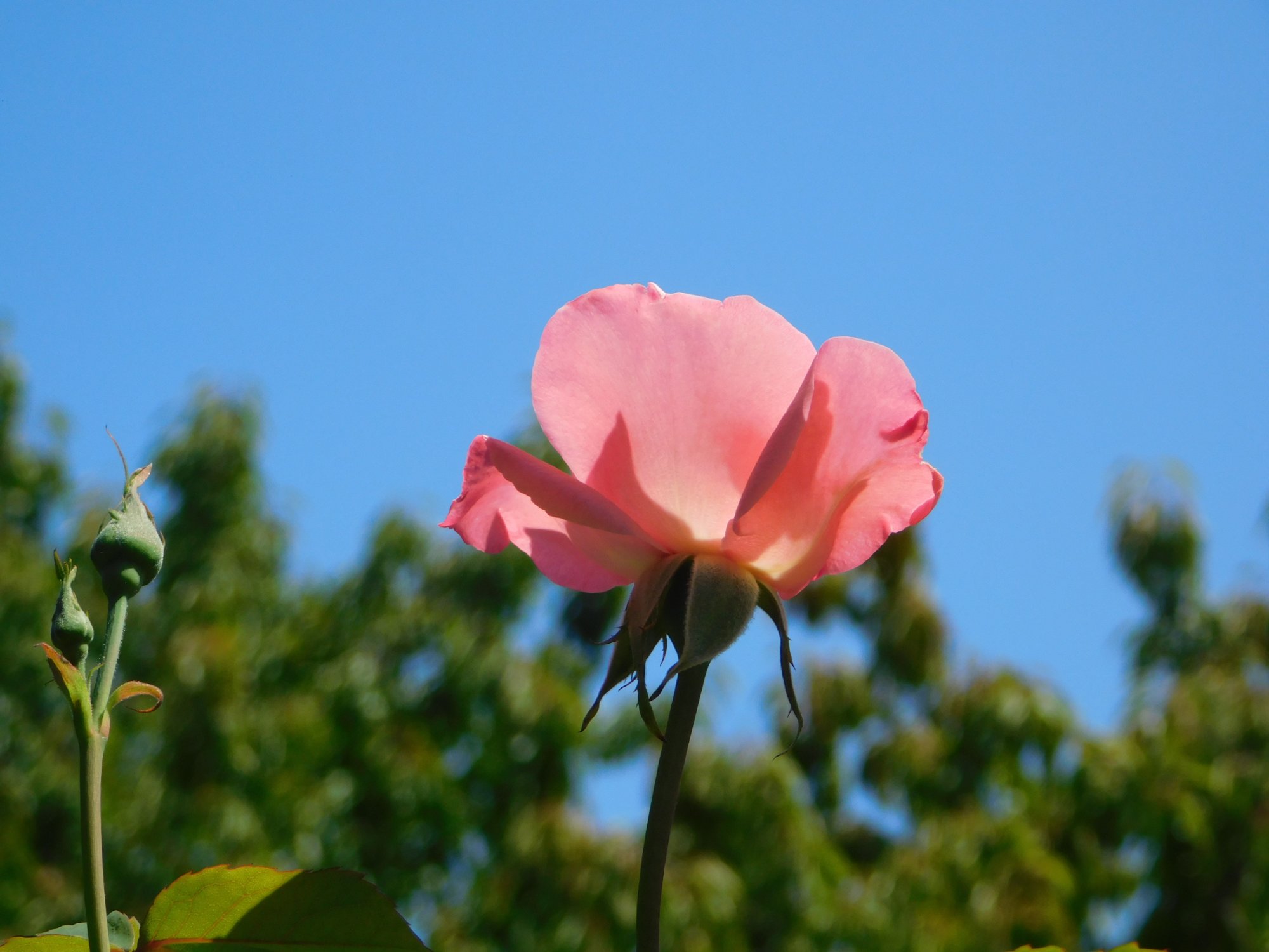 Solve Rose in the sky jigsaw puzzle online with 130 pieces