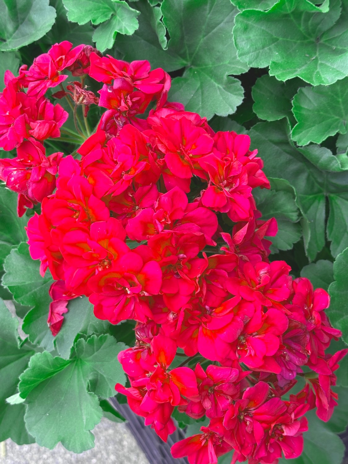 Solve Geranium jigsaw puzzle online with 63 pieces