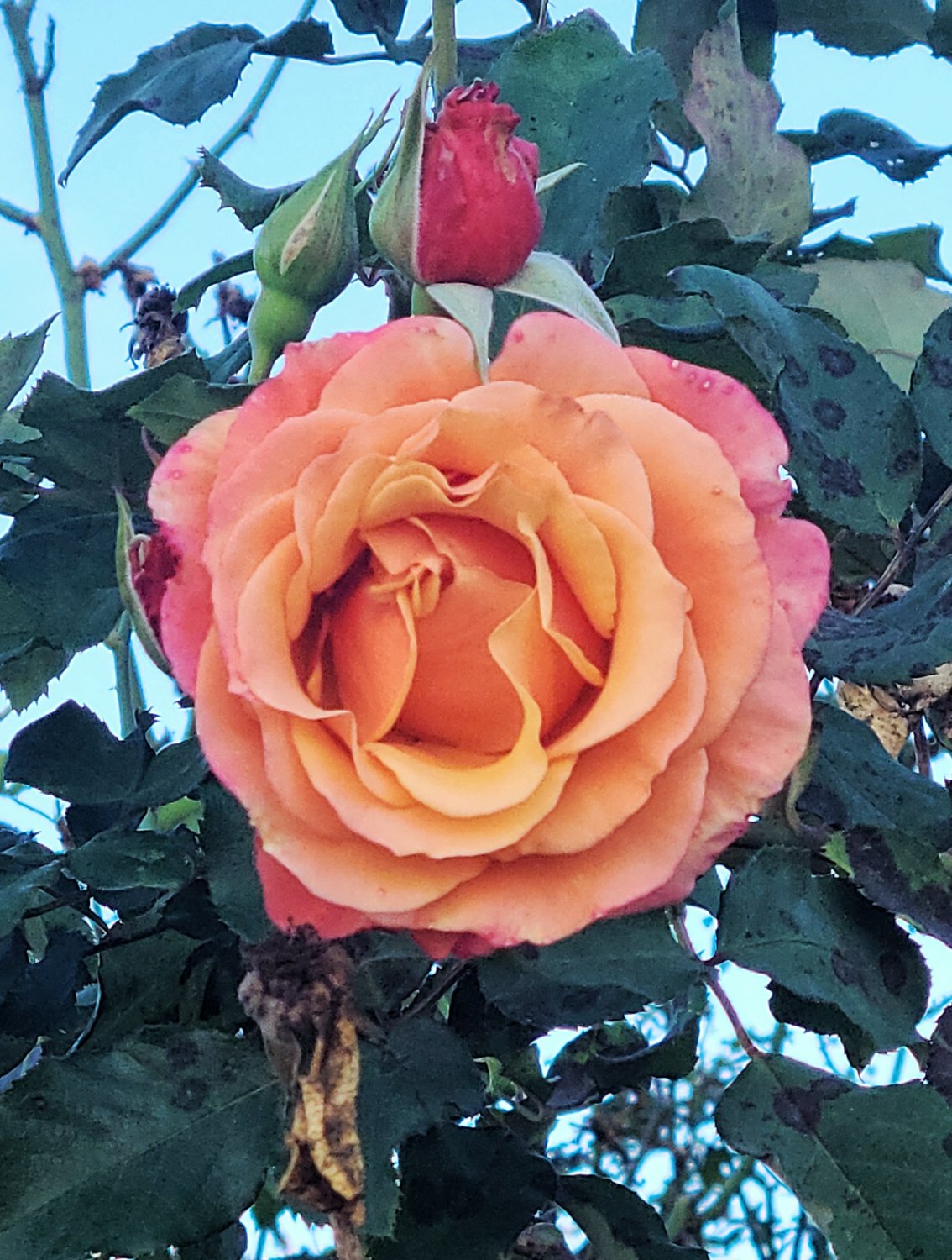 Solve Rose Blossom with Bud jigsaw puzzle online with 63 pieces